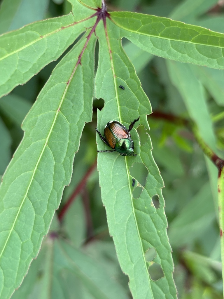 Japanese Beetle from Kyodai, 京都市, 京都府, JP on July 26, 2024 at 05:13 PM ...