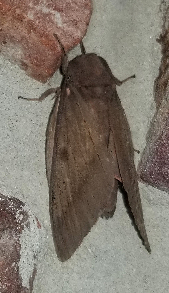 Pine-devil Moth from Fentress County, TN, USA on July 28, 2024 at 07:34 ...
