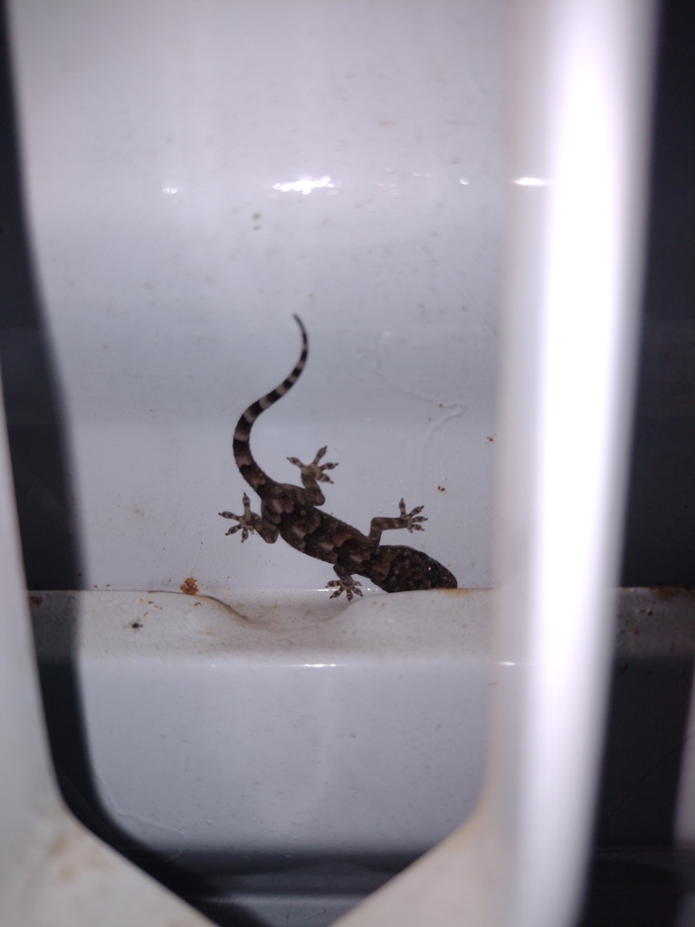 Tropical House Gecko from Sítio Floresta, Pelotas - RS, 96070-137 ...