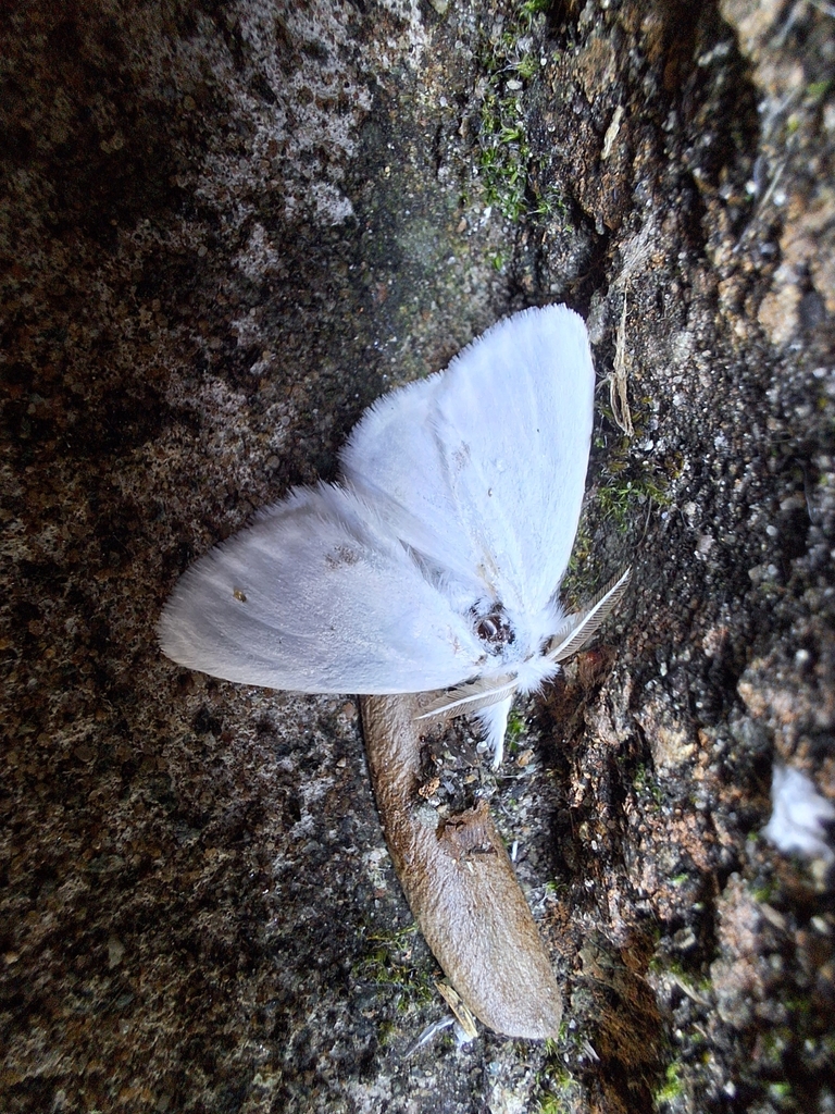 Swan Moth from Ellesmere Port CH65, UK on July 28, 2024 at 03:28 PM by ...