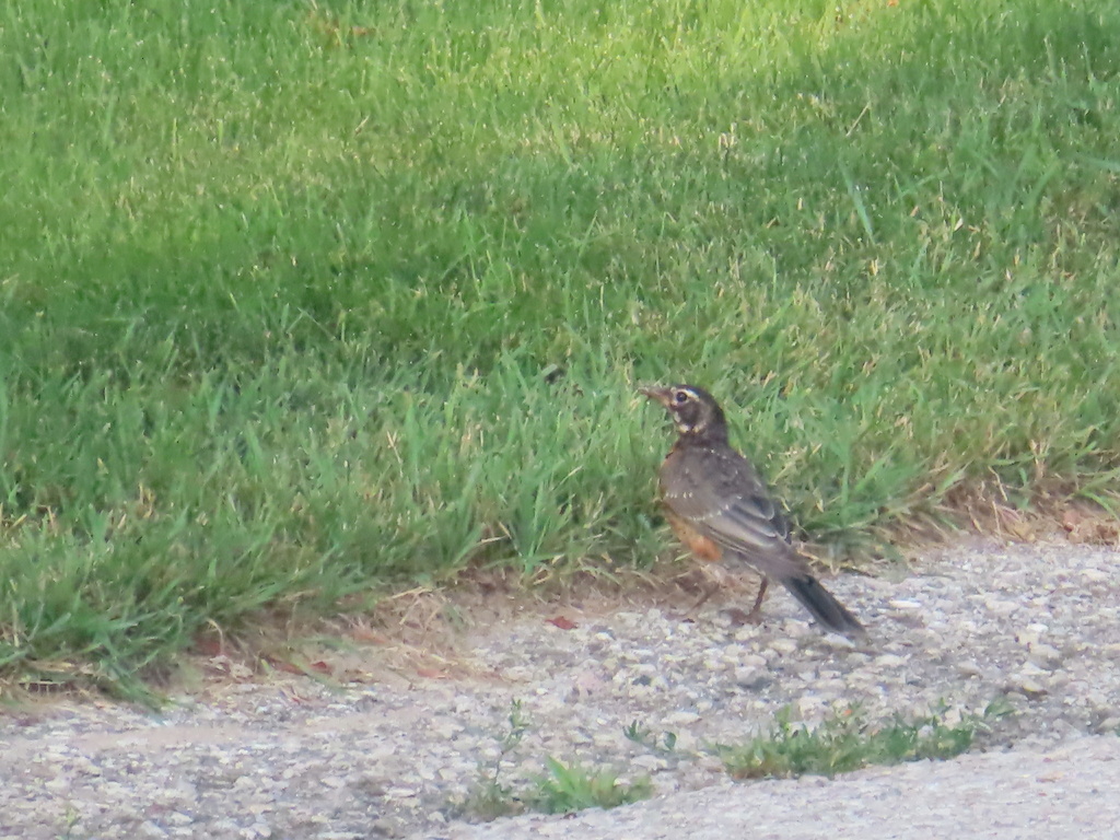 American Robin from Green St, Saugeen Shores, ON, CA on July 26, 2024 ...