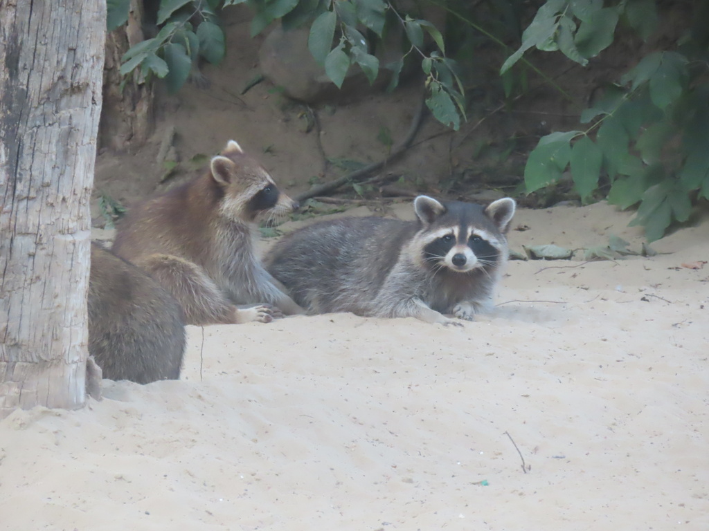 Common Raccoon from French Bay Rd, Saugeen 29, ON, CA on July 27, 2024 ...