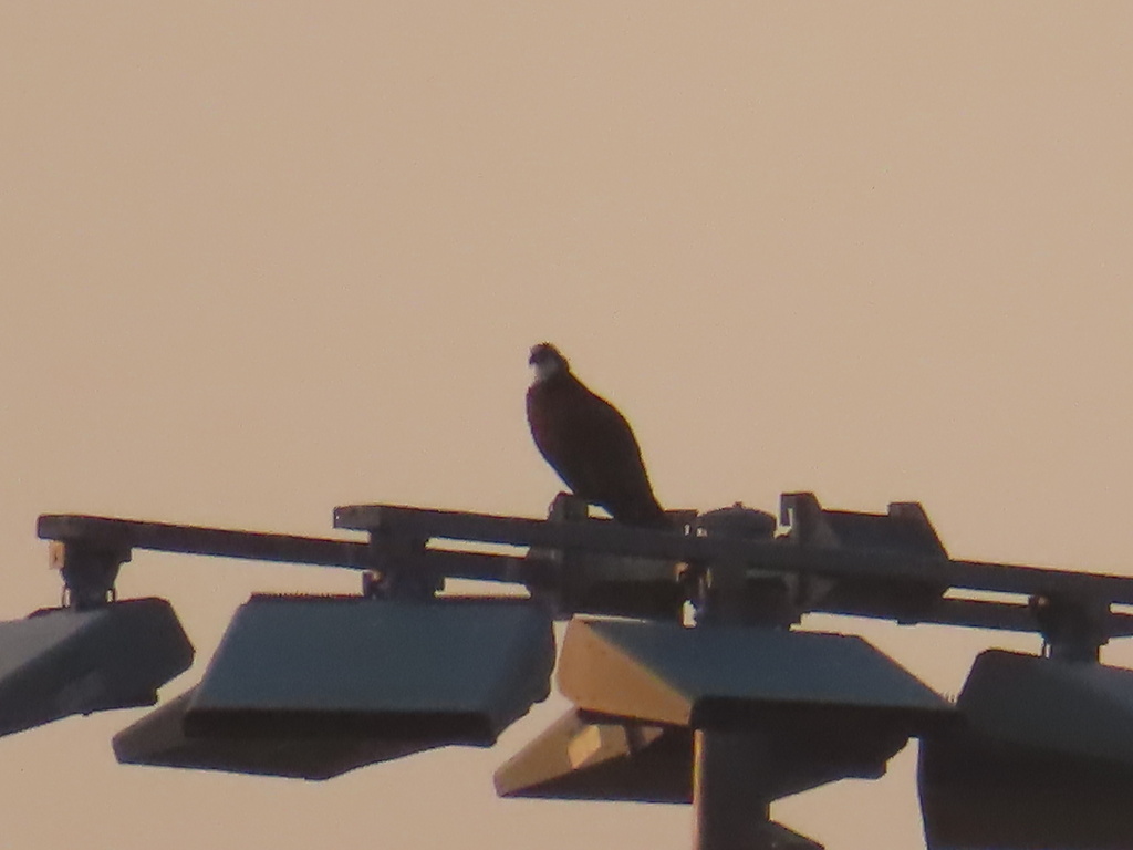 Osprey from Saugeen 29, ON, CA on July 27, 2024 at 07:55 PM by Logan ...