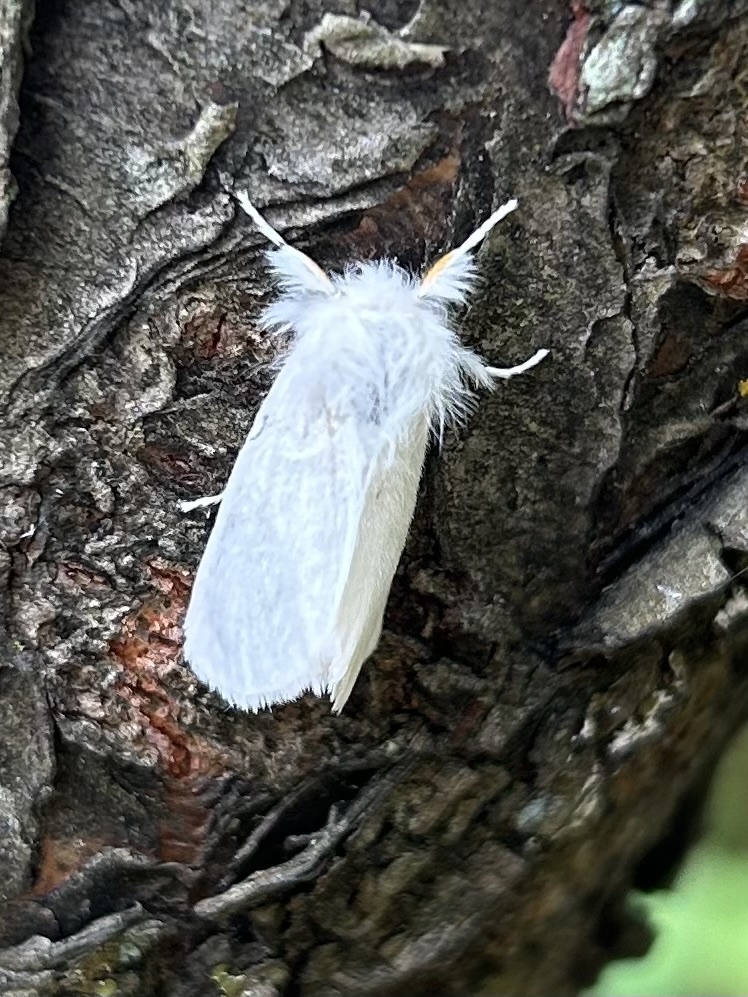 Brown-tail Moth from Stratton Island, Saco, ME, US on July 28, 2024 at ...