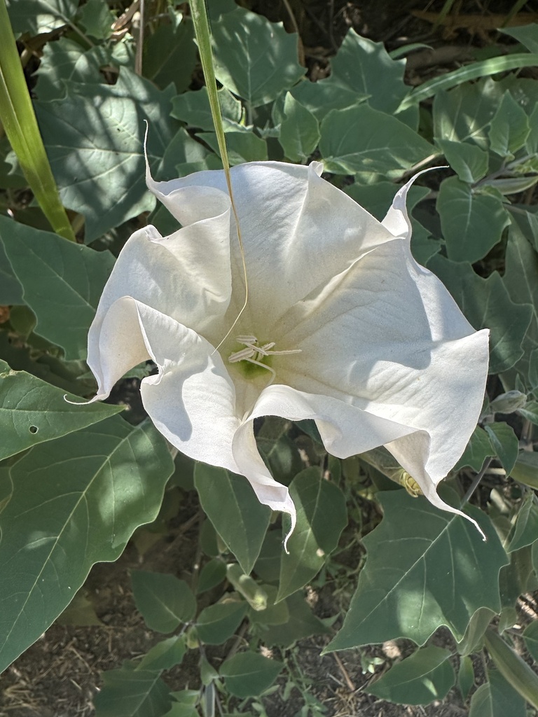 Sacred Datura from San Joaquin River National Wildlife Refuge, Vernalis ...