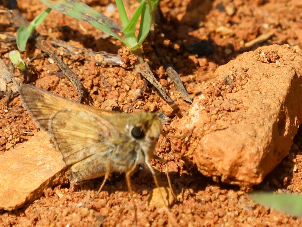 Huron Sachem from Harrisonburg, VA 22801, USA on July 28, 2024 at 10:53 ...