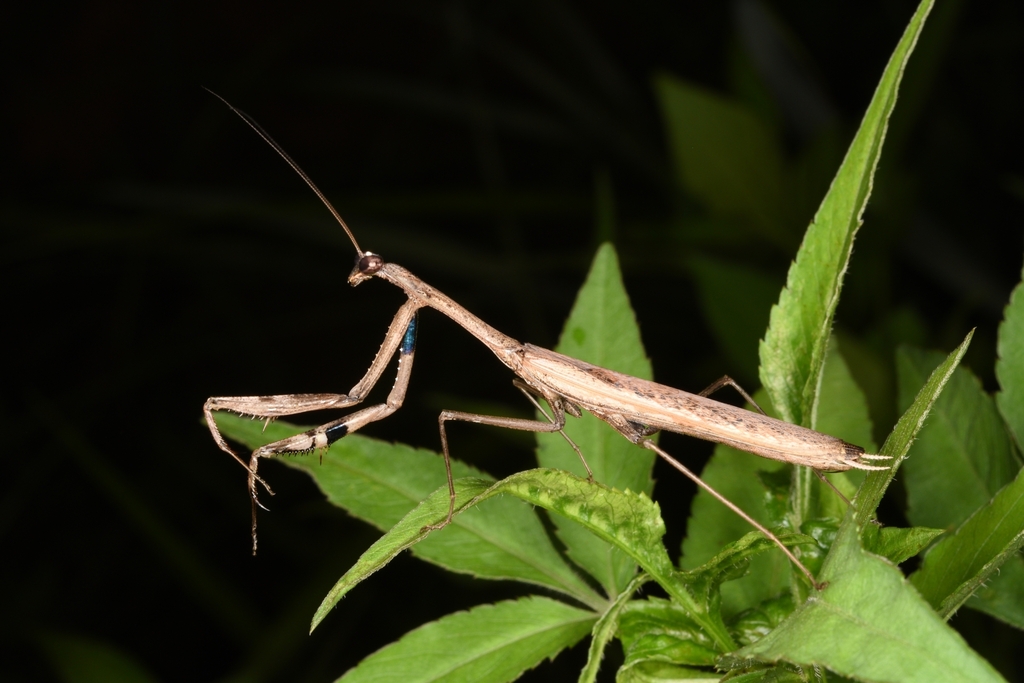 Statilia flavobrunnea from 香港葵涌葵涌醫院 on July 27, 2024 at 08:58 PM by ...