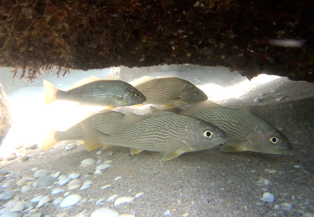 Sand Drum from Palm Beach Shores, FL 33404, USA on July 28, 2024 at 12: ...