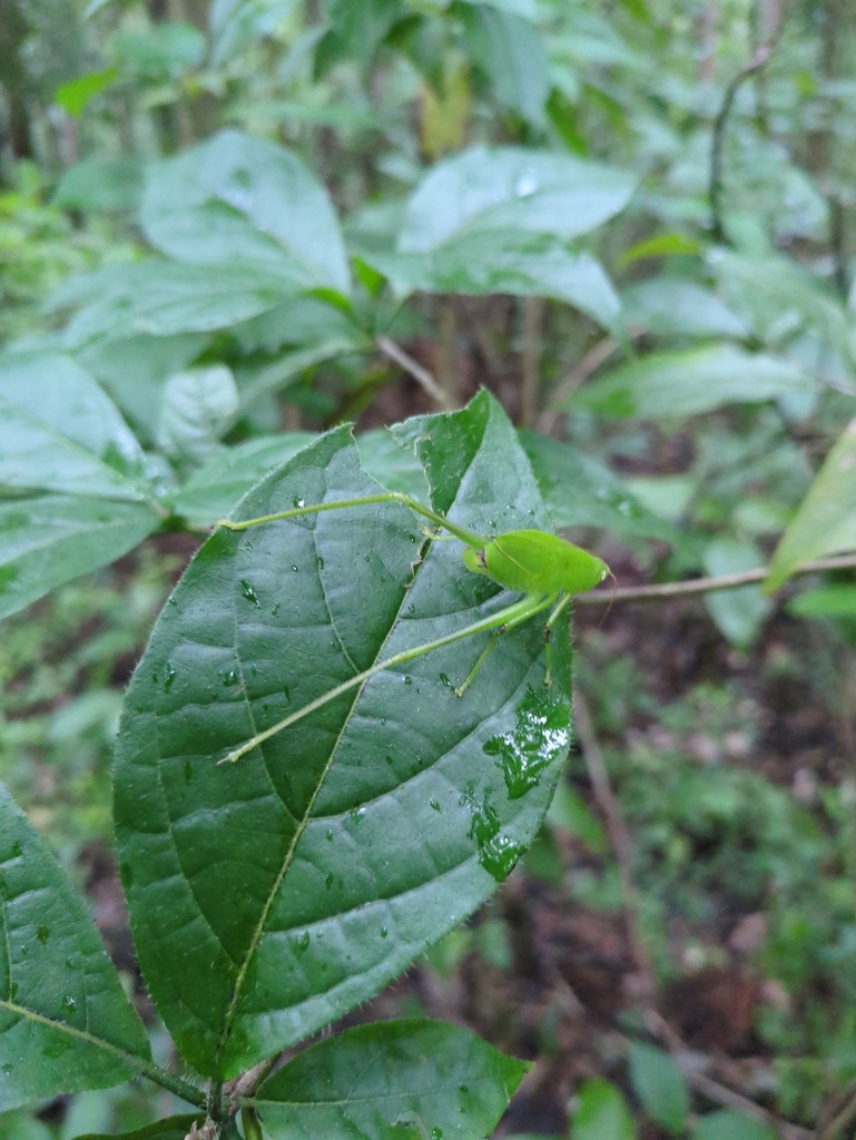 Something from Rivière du Rempart District, Mauritius on May 29, 2024 ...