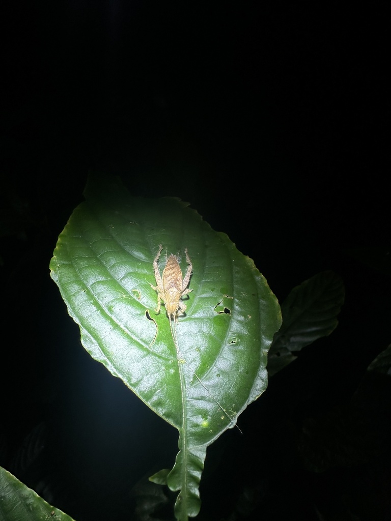 Tree Crickets and Bush Crickets from Monteverde Cloud Forest Reserve ...