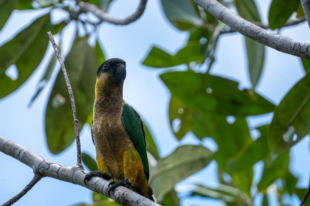 Black-headed Parrot in June 2024 by ruedacamara · iNaturalist