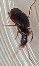 Platynini from Viveros Coyoacán, Del Carmen, Coyoacán, 04100 Ciudad de ...