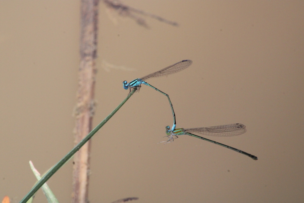 Pseudagrion coomansi from Peranap, Indragiri Hulu Regency, Riau ...
