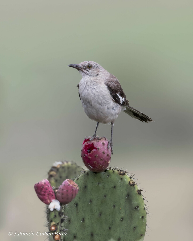 Northern Mockingbird from 69675 San Juan Sayultepec, Oax., México on ...