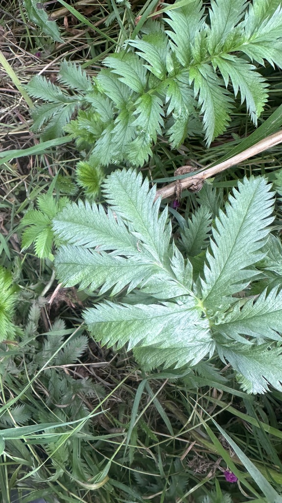 common silverweed from Howardian Hills AONB, York, England, GB on July ...