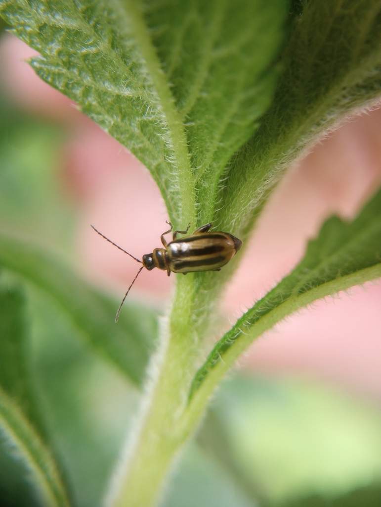 Skeletonizing Leaf and Flea Beetles in July 2024 by autumnae · iNaturalist