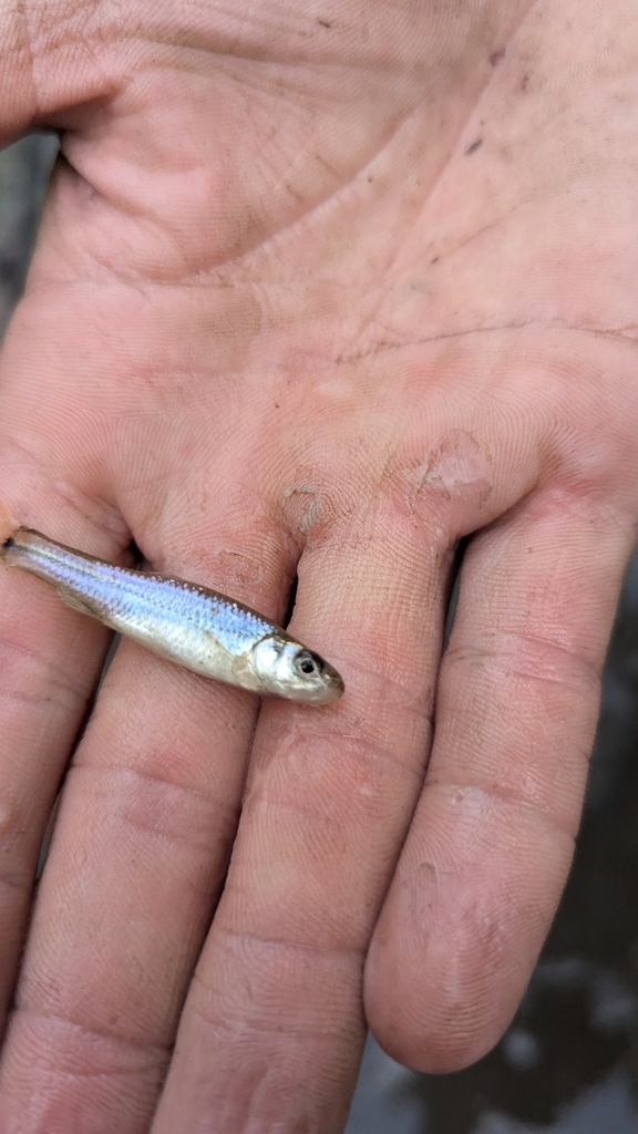 Bullhead Minnow from Napoleon, MO 64074, USA on July 28, 2024 at 07:23 ...