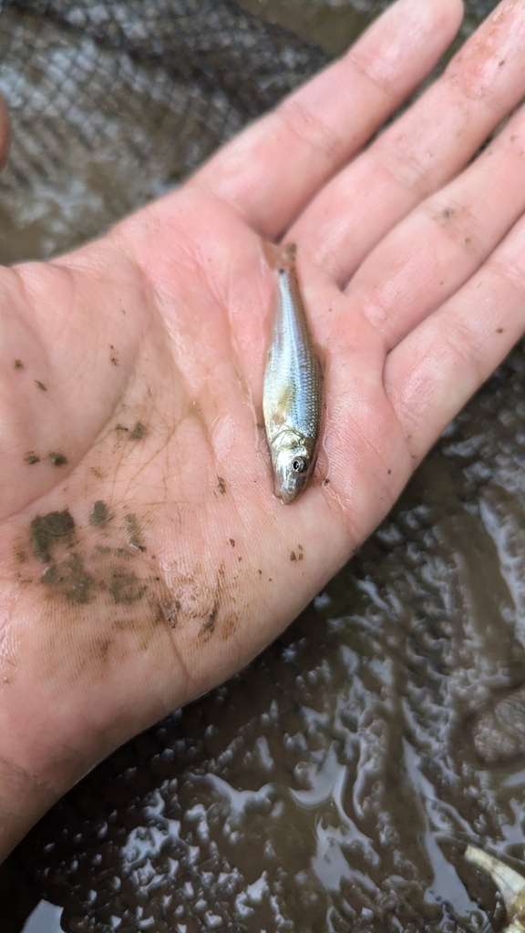 Suckermouth Minnow from Napoleon, MO 64074, USA on July 28, 2024 at 06: ...