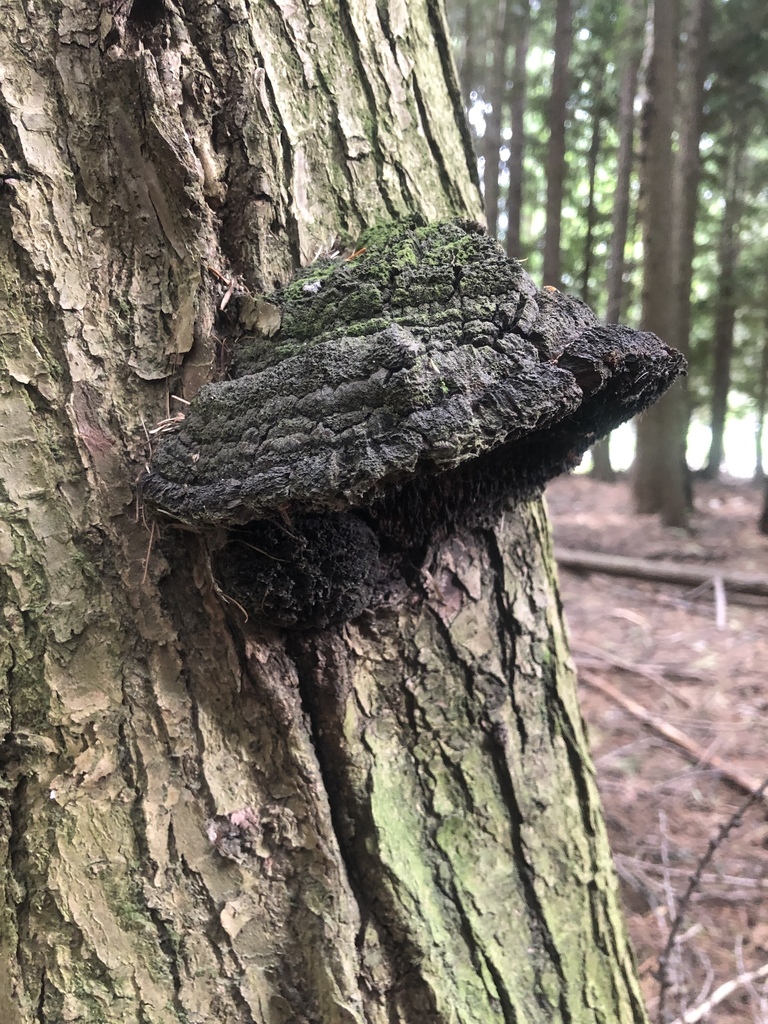 Indian paint fungus from 11049 N Boyer Rd, Sandpoint, ID, US on June 7 ...