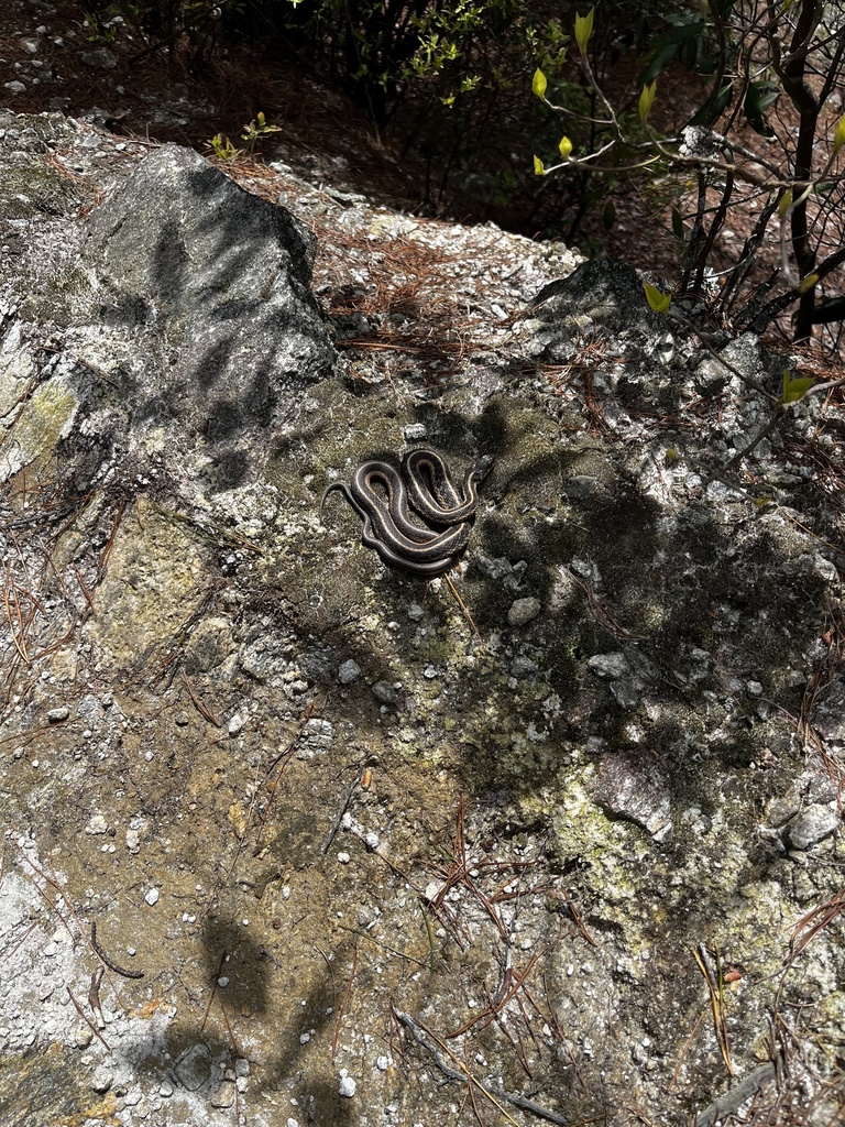 Common Garter Snake from Nantahala National Forest, Cashiers, NC, US on ...
