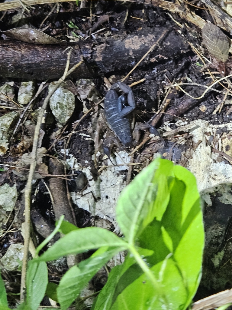Edward's Bark Scorpion from 328R+MWQ, Provincia de Puntarenas, Punta ...