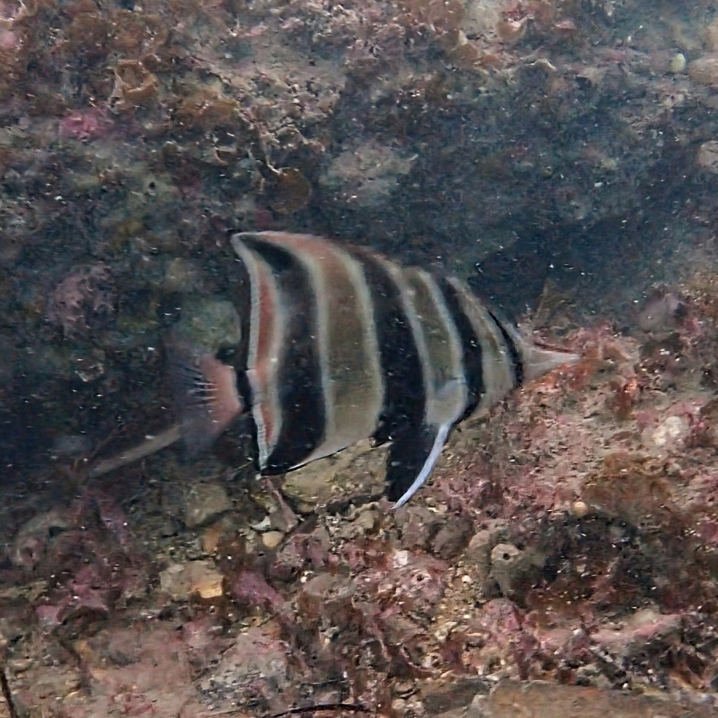 Western Talma from Australia on July 28, 2024 at 11:40 AM by Karsten ...