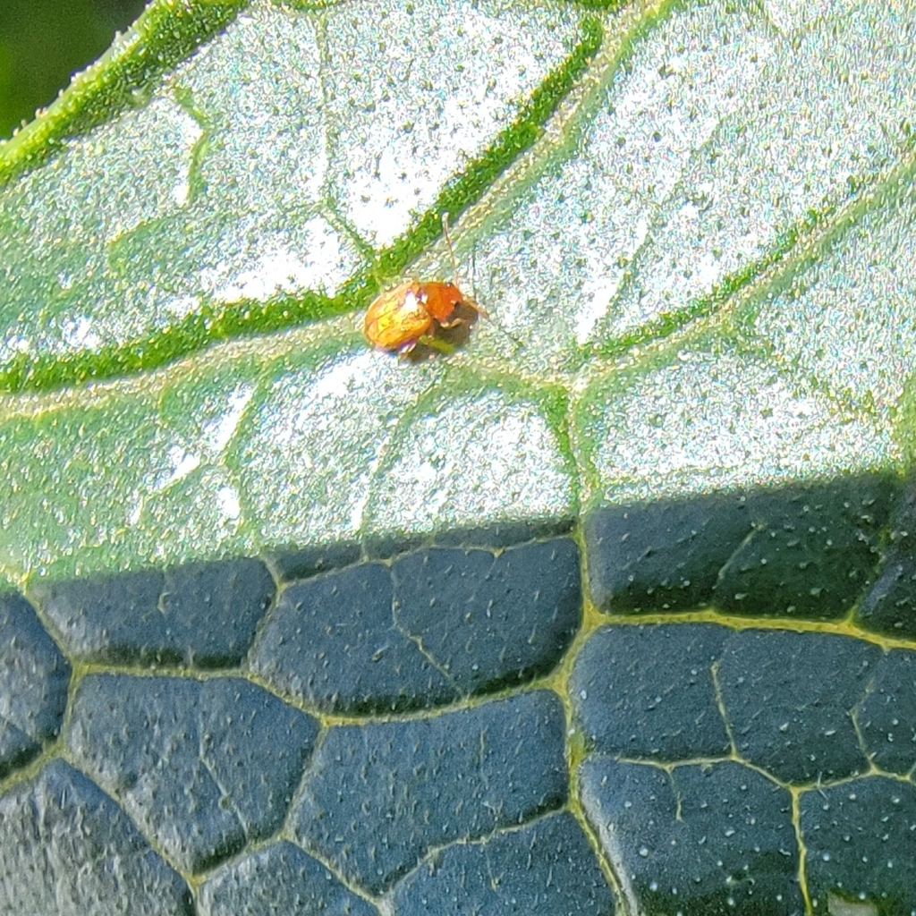 yellow pot beetle in July 2024 by Lane Nielson · iNaturalist