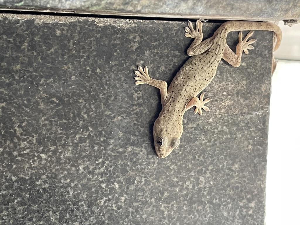 Peking Gecko in July 2024 by Zoe Ravera · iNaturalist