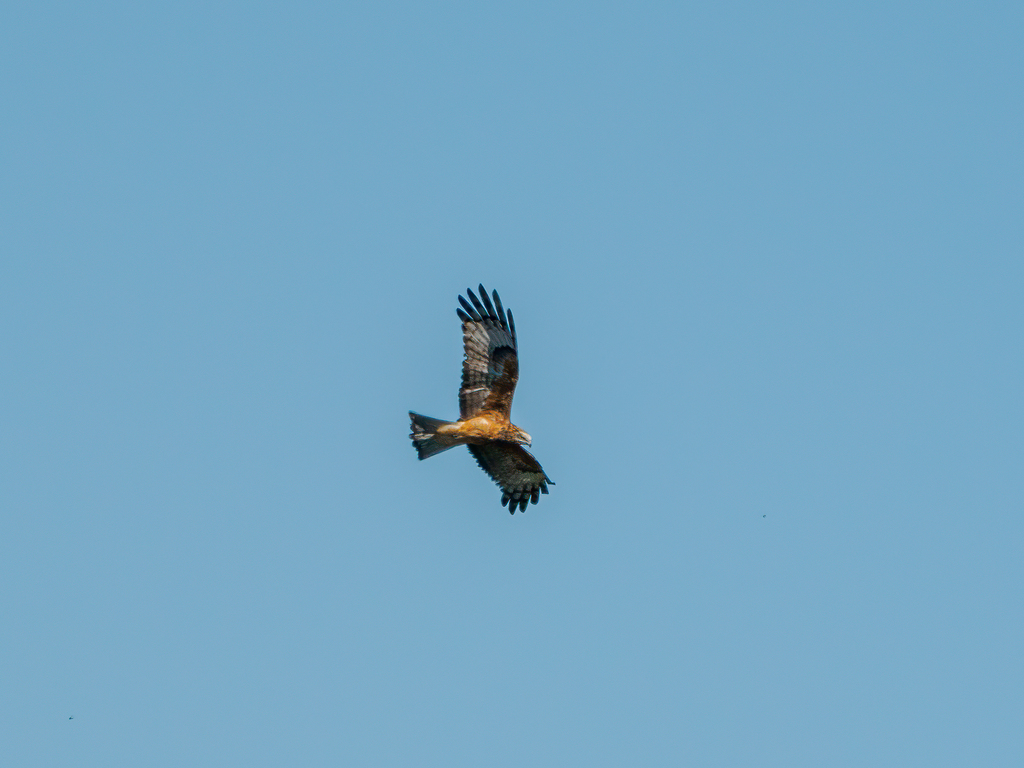 Square-tailed Kite in July 2024 by Bob Edgar · iNaturalist
