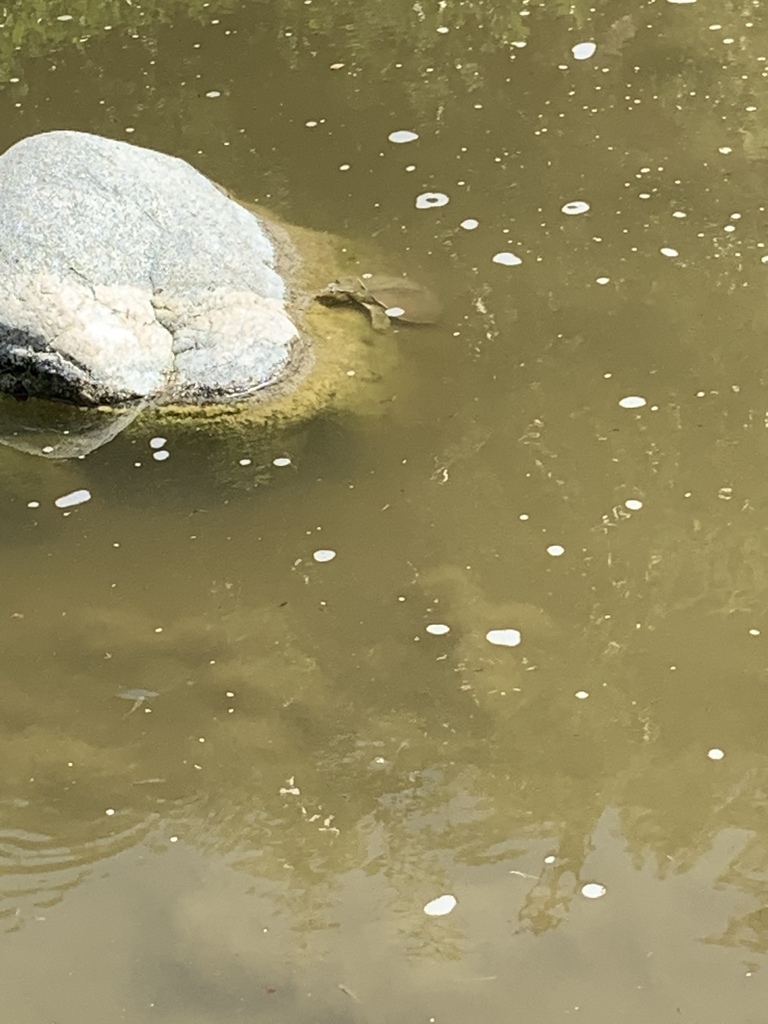 Spiny Softshell from Los Angeles County Arboretum and Botanic Garden ...