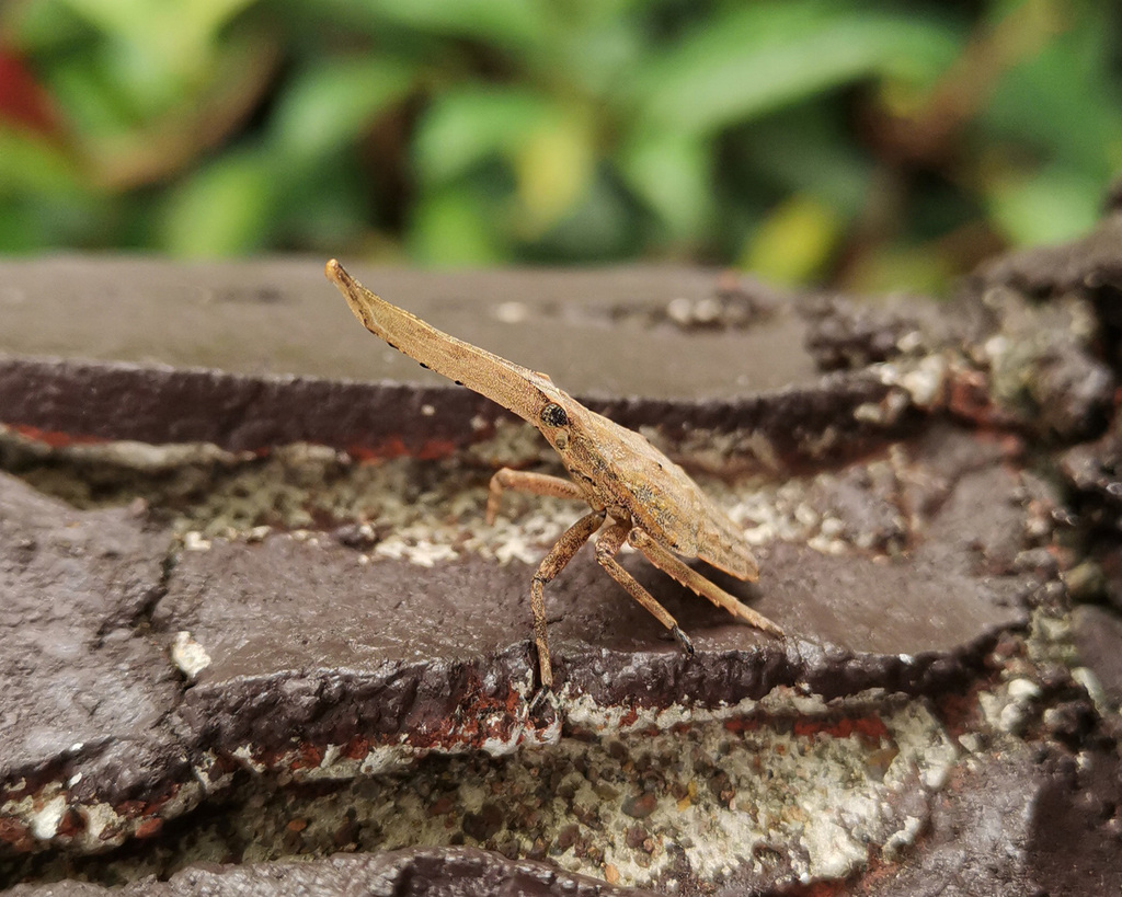 Litchi Lantern Bug in July 2024 by szjy · iNaturalist