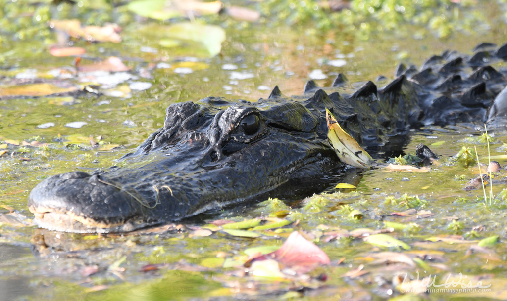 American Alligator from Okefenokee NWR; , Waycross, GA 31503, USA on ...