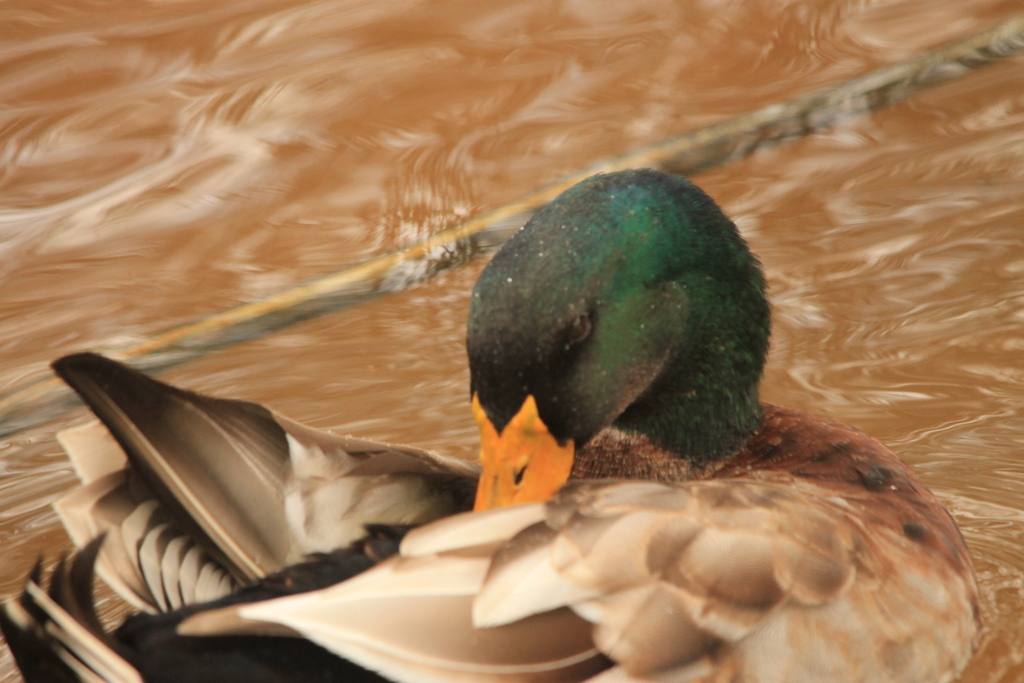 Domestic Mallard from Buri - State of São Paulo, 18290-000, Brazil on ...