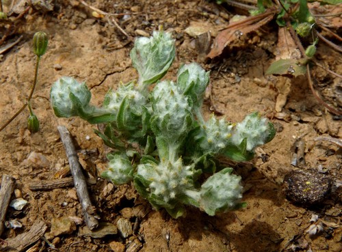 Woollyhead Cudweed (Filago eriocephala) · iNaturalist