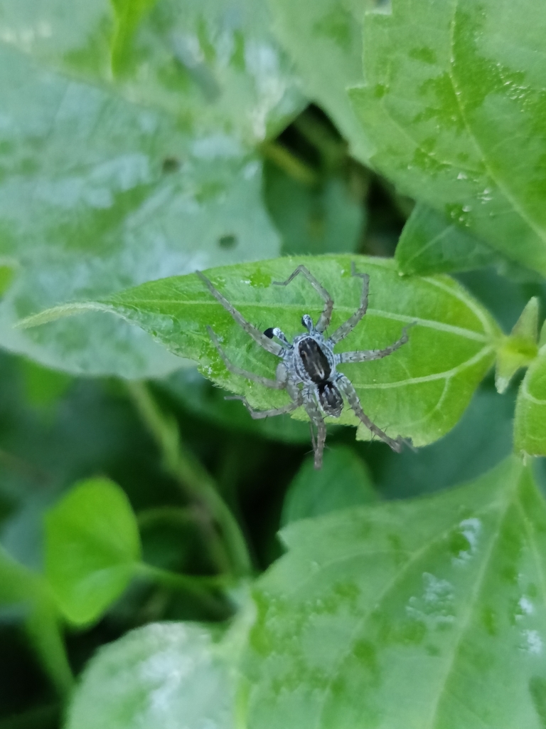 Pond Wolf Spider from 6RXW+WQ8, Tarabagh Officers Colony, Bardhaman ...