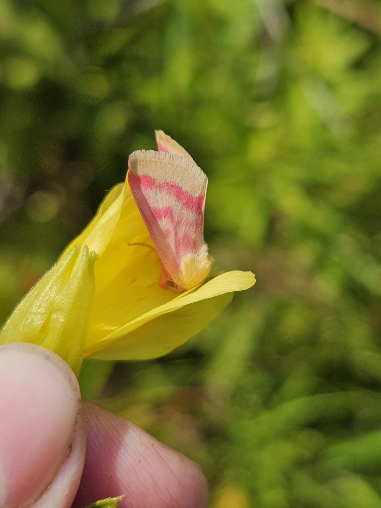 Primrose Moth in July 2024 by Ripley Kindervater · iNaturalist