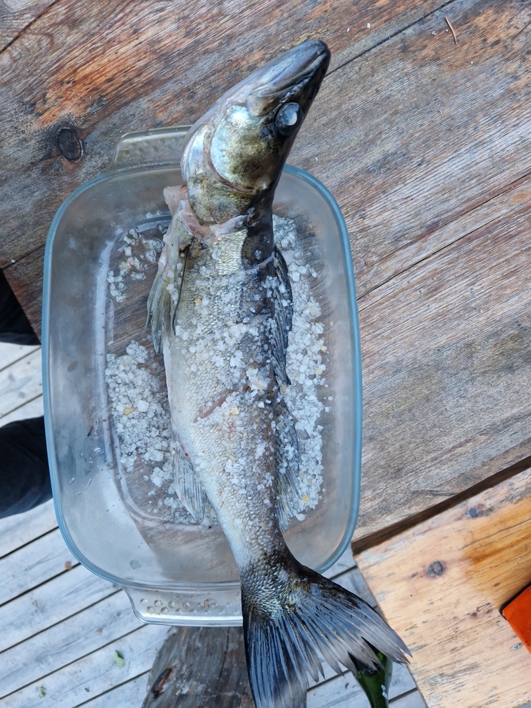 Zander from 98100 Kemijärvi, Suomi on July 29, 2024 at 07:42 PM by Leo ...