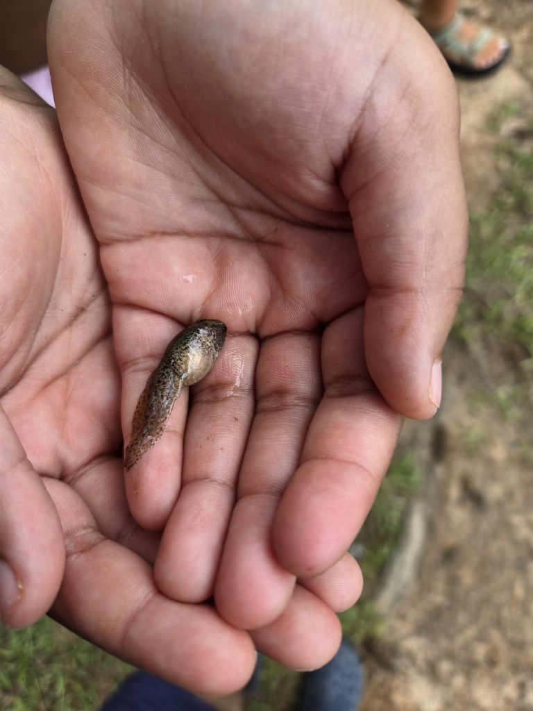 American Water Frogs from Wake County, US-NC, US on July 29, 2024 at 03 ...