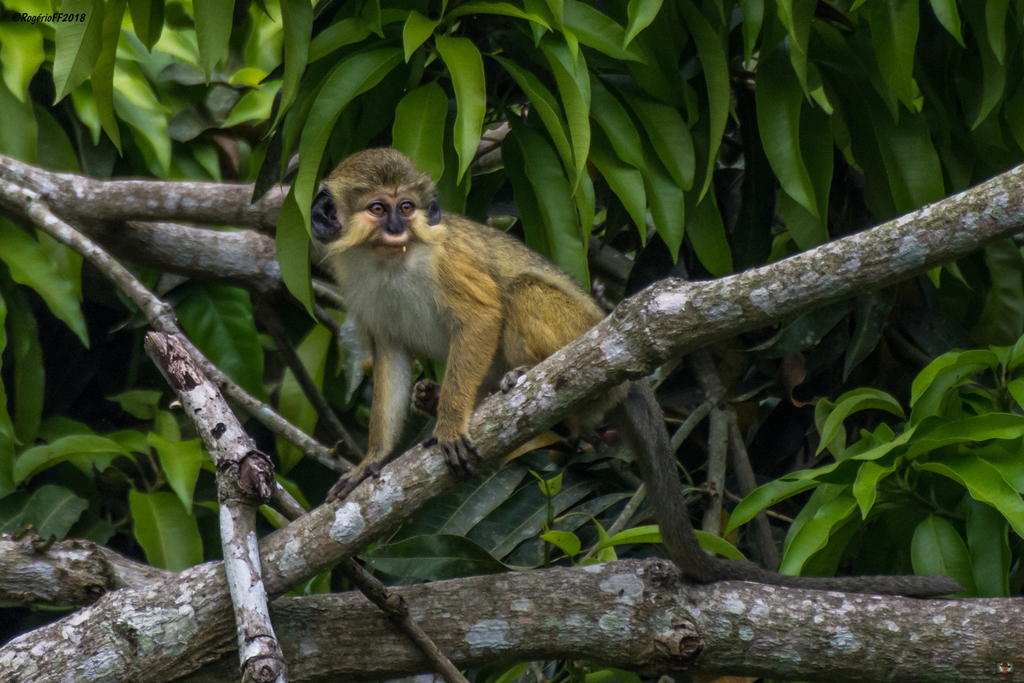 Southern Talapoin from Pango Aluquemi, Angola on May 27, 2018 at 07:27 ...