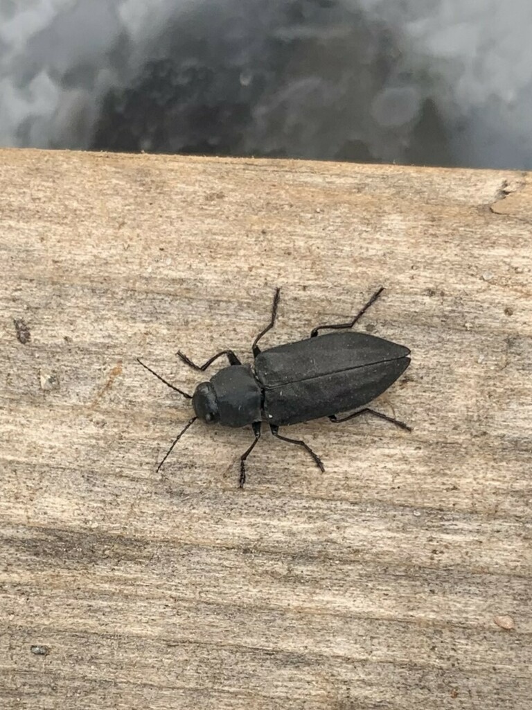 Black Fire Beetle from Thunder Bay, ON, Canada on July 29, 2024 at 04: ...