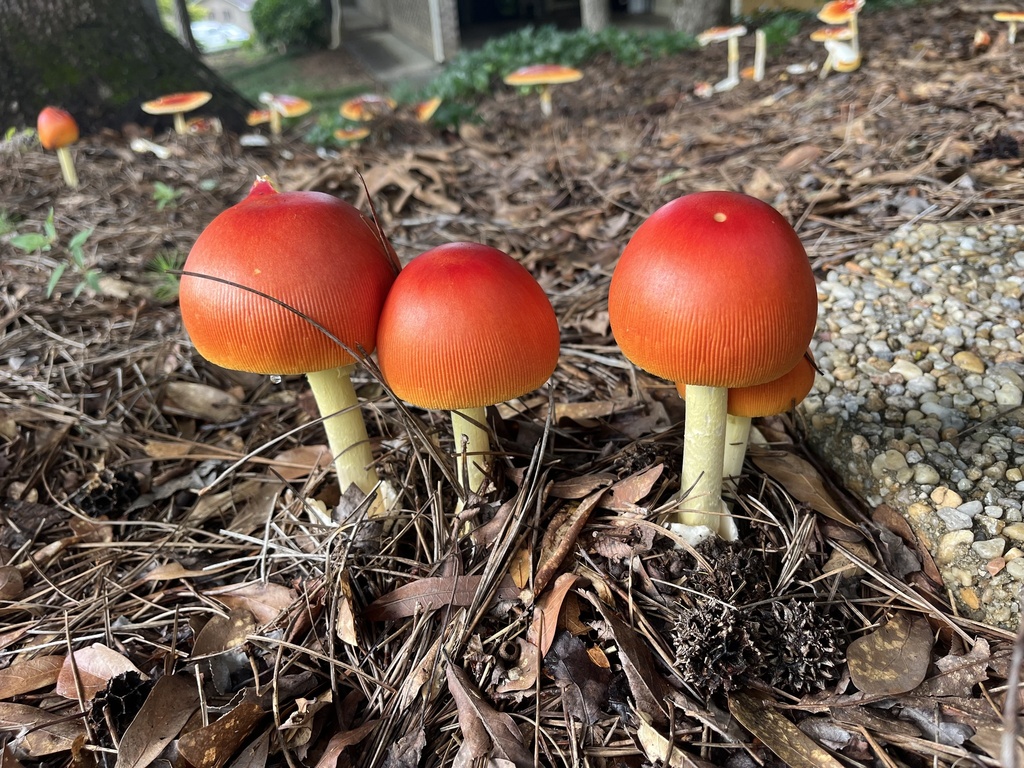 Jackson's slender Caesar from Admiral Dr, Chamblee, GA, US on July 29 ...