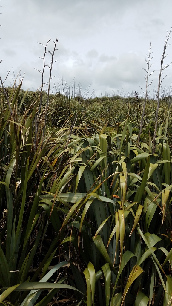 New Zealand flax from Cape Foulwind 7892, New Zealand on December 13 ...