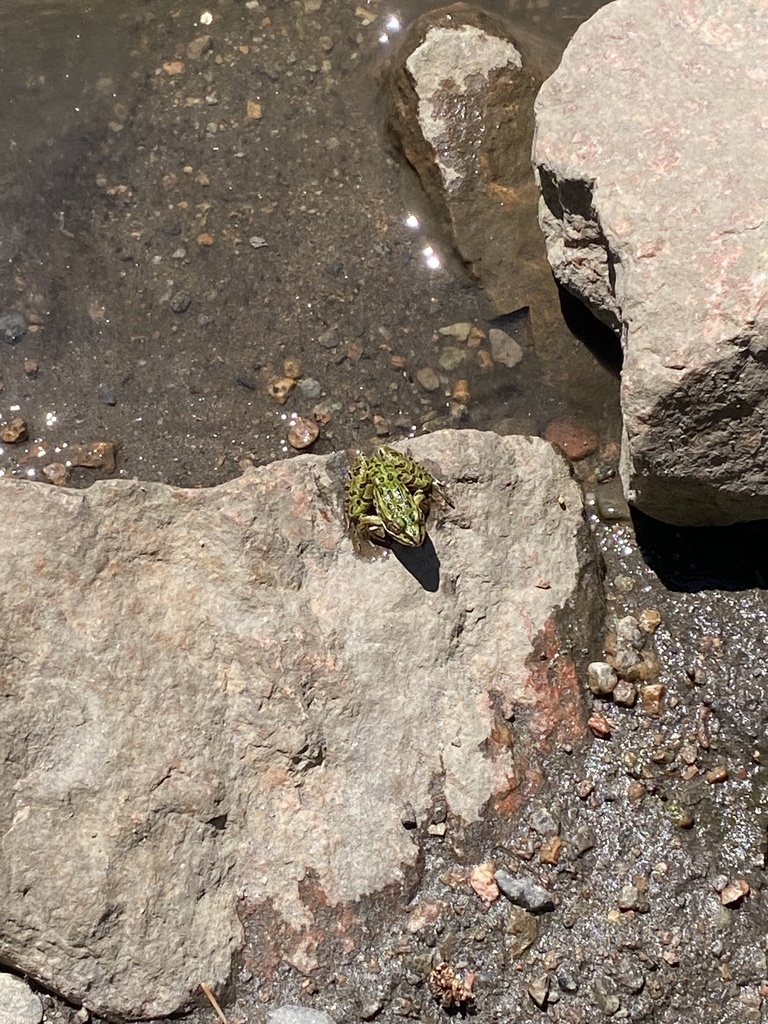 Northern Leopard Frog in July 2024 by moore-evo-eco · iNaturalist