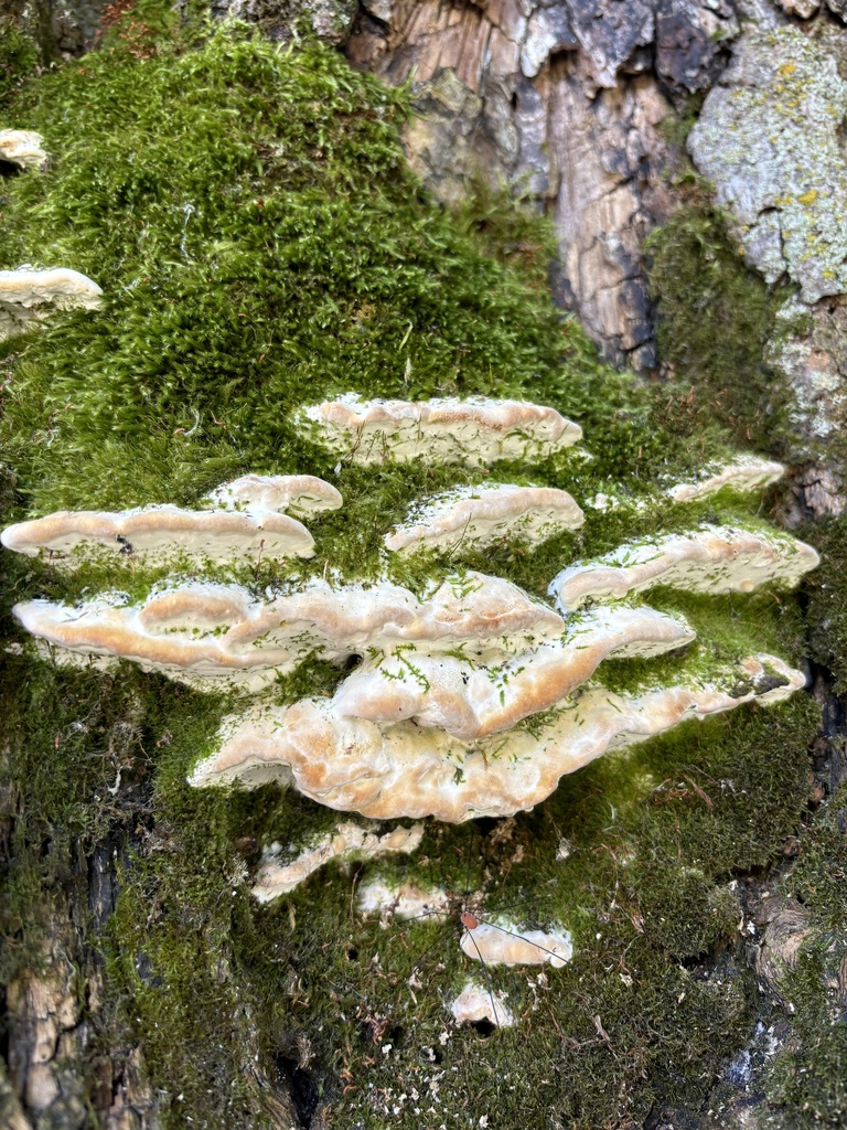 Poplar Bracket in July 2024 by Tristan Knight · iNaturalist