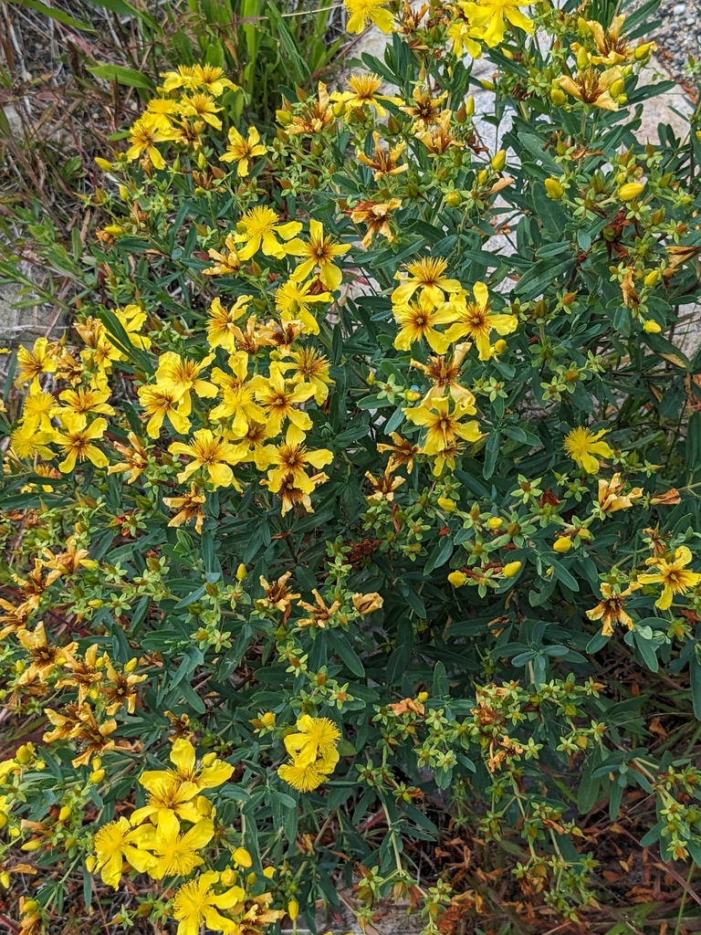 Kalm's St. John's-wort from Providence Bay, ON P0P 1T0, Canada on July ...