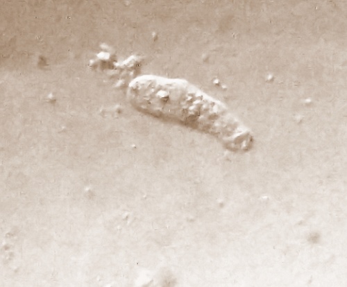 Percolozoa (Percolozoa)