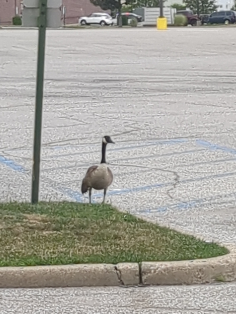 Canada Goose in July 2024 by mira · iNaturalist