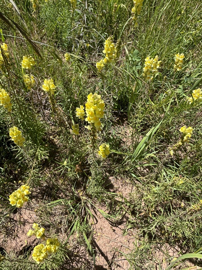 common toadflax from White River National Forest, Snowmass, CO, US on ...