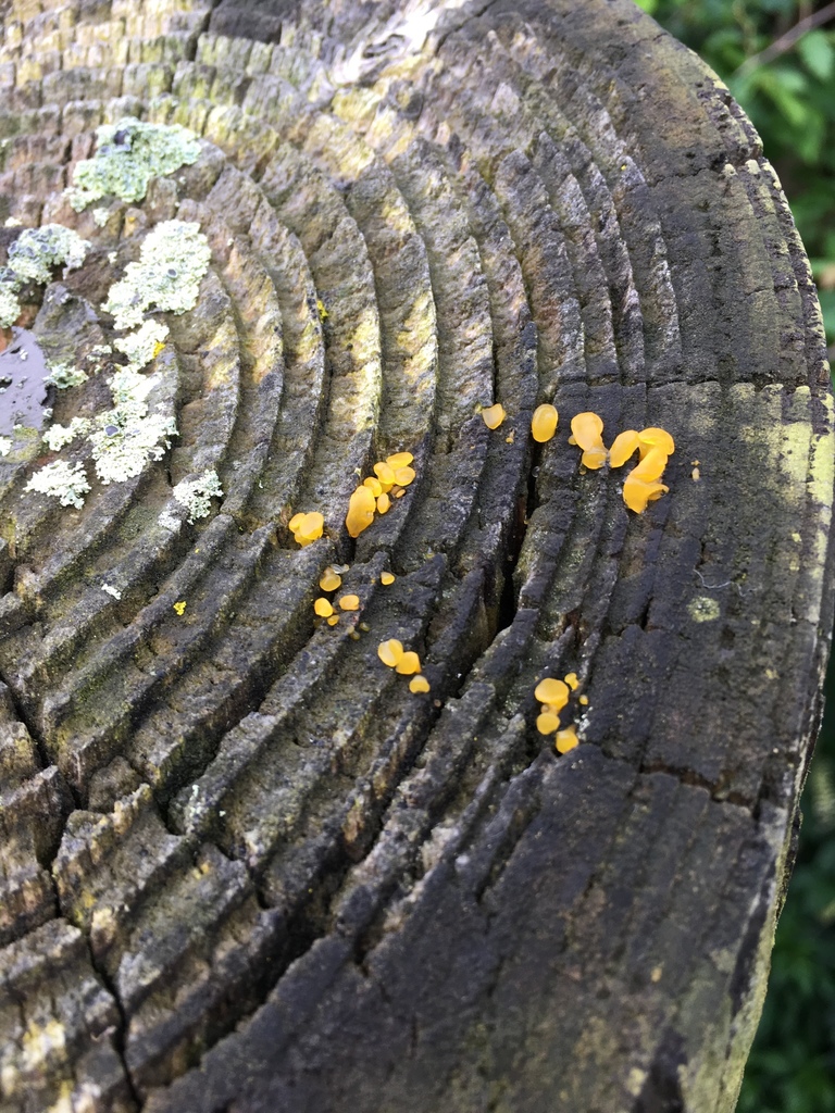 Fungi Including Lichens from Missouri Botanical Garden, St. Louis, MO ...