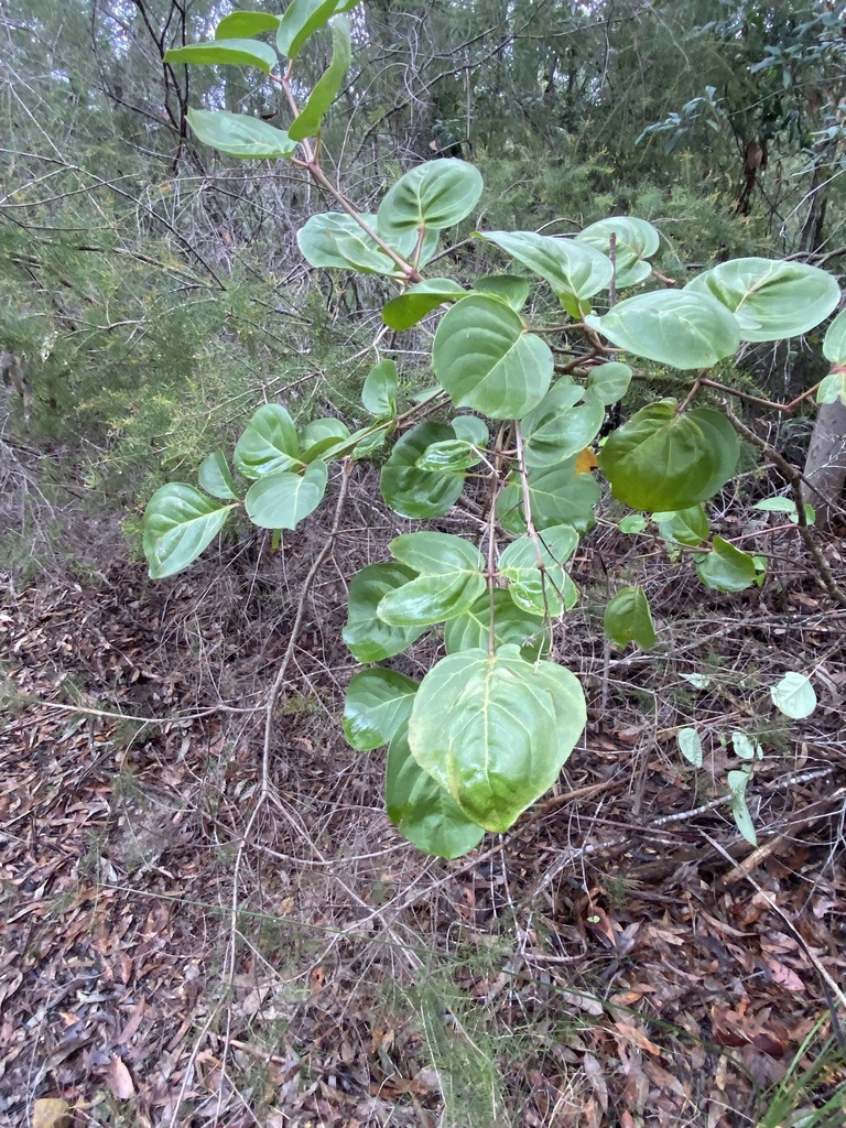 shield aralia from Lane Cove National Park, Lindfield, NSW, AU on June ...